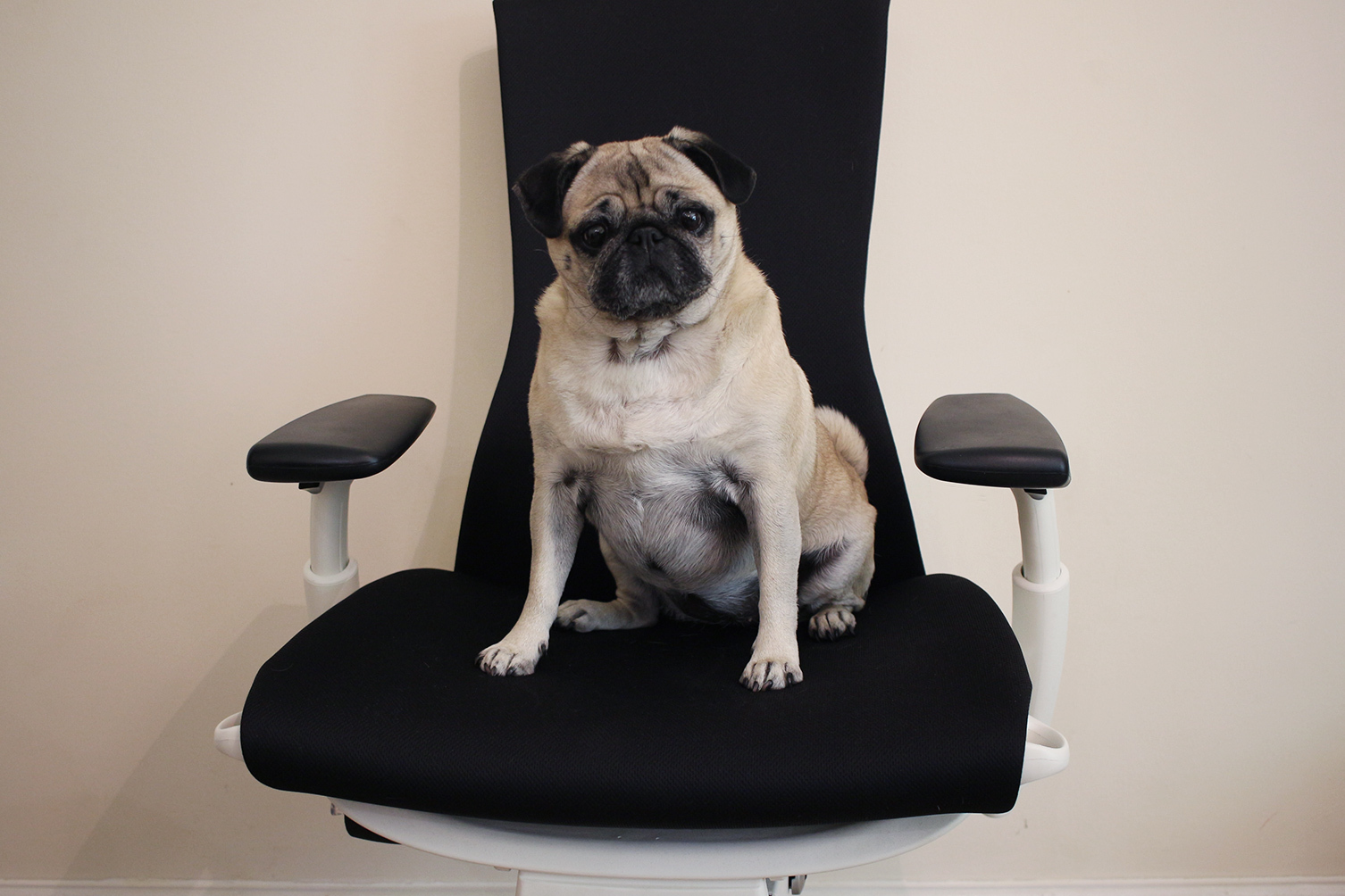 Why Are There So Many Pugs? Meet Wednesday, Our Mascot | Medialoot