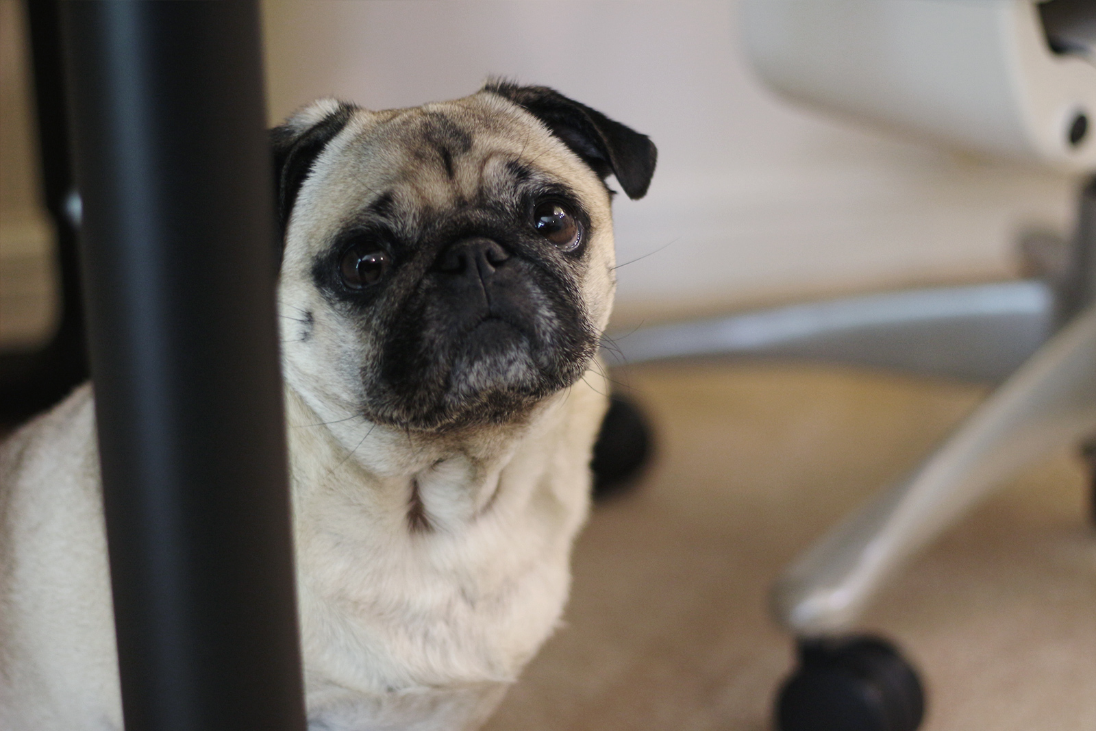 Why Are There So Many Pugs? Meet Wednesday, Our Mascot | Medialoot