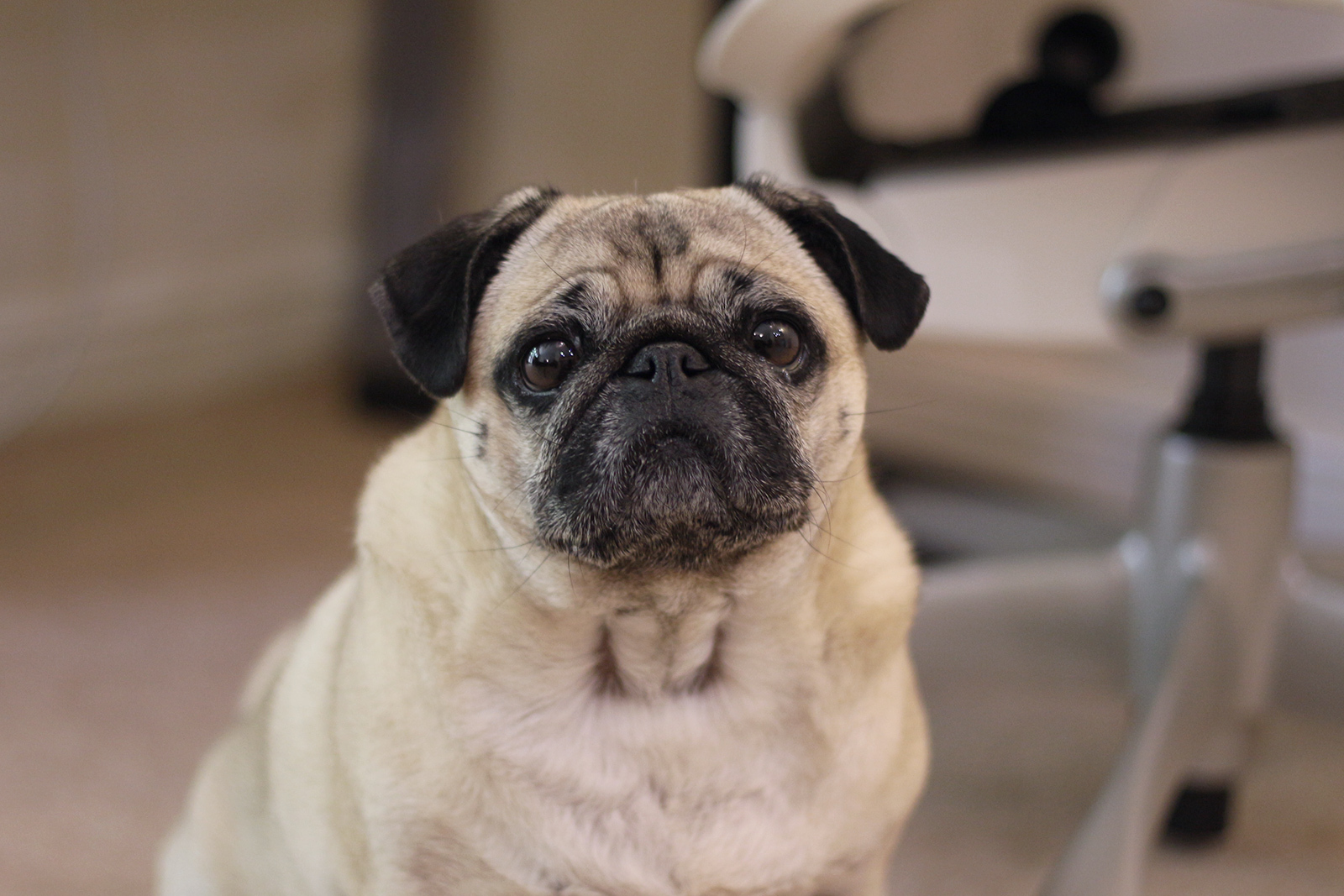 Why Are There So Many Pugs? Meet Wednesday, Our Mascot | Medialoot