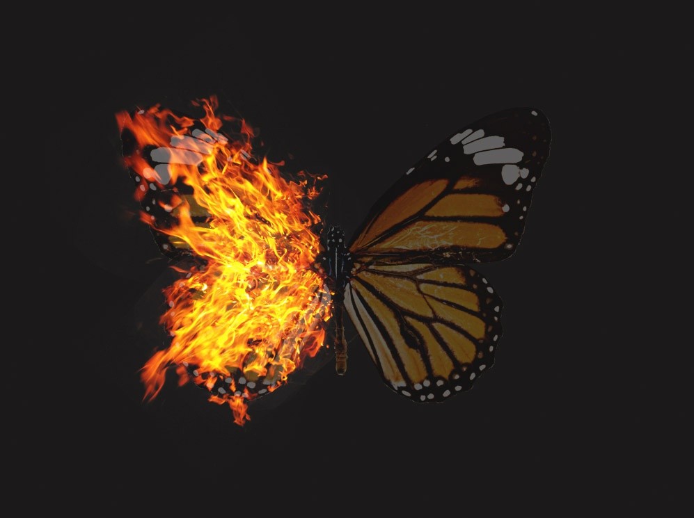 Create an Easy Flaming Wing Butterfly Effect in Photoshop | Medialoot